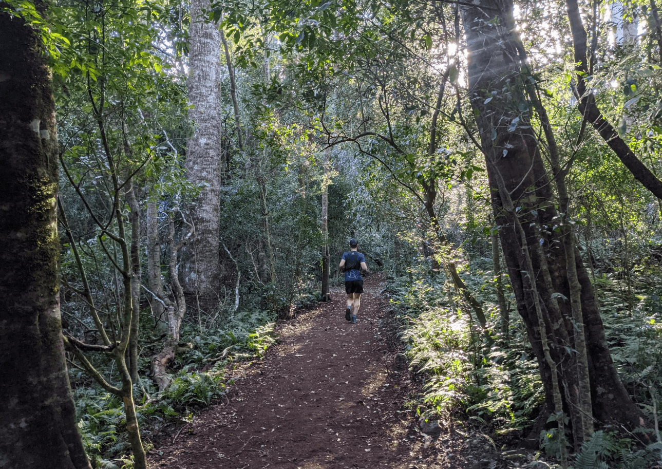 SEQ Adventures: Covering All The Bunya Mountain Trails (Bushwalking ...